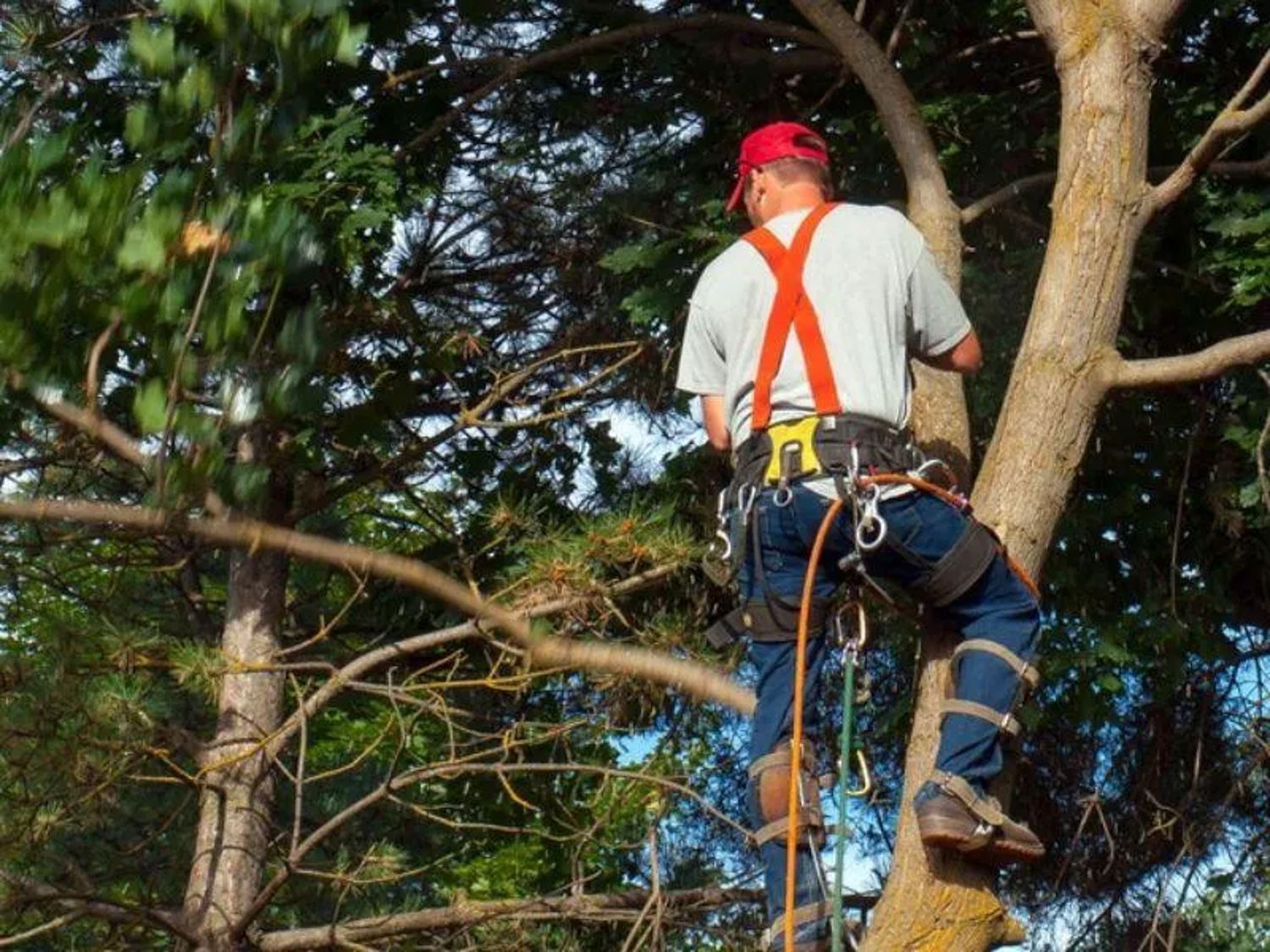 Houston Commercial Landscaping | New Leaf Services
